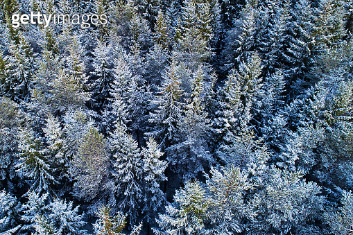An aerial view on winter wonderland snowy boreal coniferous forest with frosty pine and spruce ...
