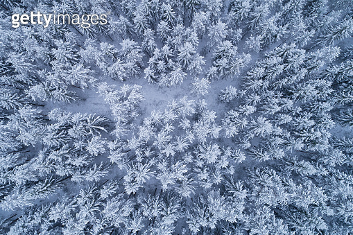 An aerial view on winter wonderland snowy boreal coniferous forest with frosty pine and spruce ...