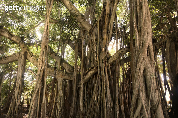 Close up large tropical banyan tree in nature 이미지 (1388949717) - 게티이미지뱅크