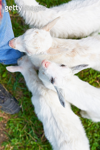 Little white goats at the farmer's feet. Top view outdoors on a summer ...
