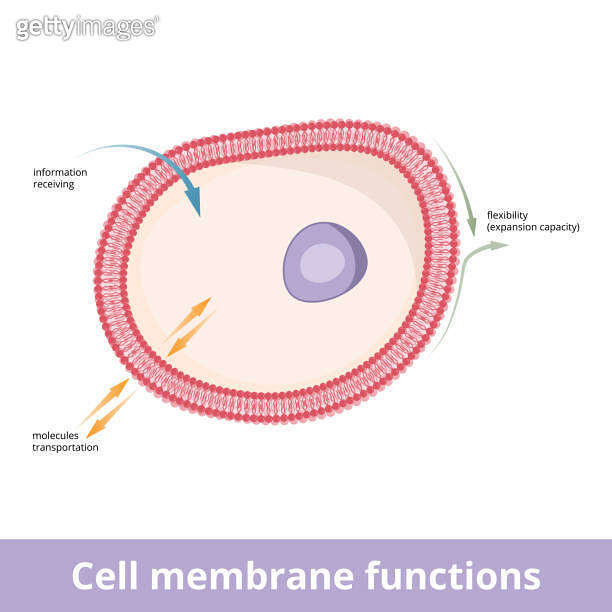 Cell membrane functions 이미지 (1405248422) - 게티이미지뱅크