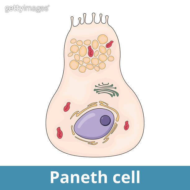 Paneth cell 이미지 (1431501417) - 게티이미지뱅크
