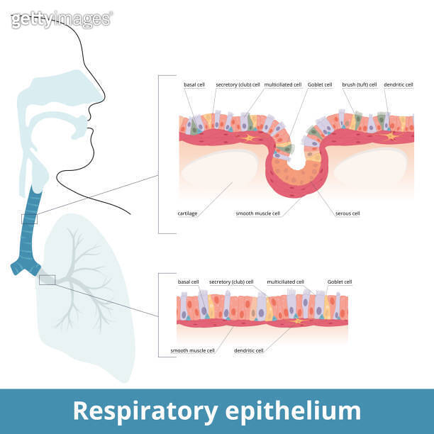 Respiratory epithelium 이미지 (1415043450) - 게티이미지뱅크