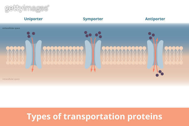 Types of cell membrane transportation proteins 이미지 (1408205644) - 게티이미지뱅크