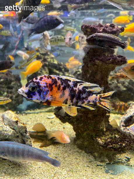 Close-up image of school of cichlids in tropical aquarium fish tank ...