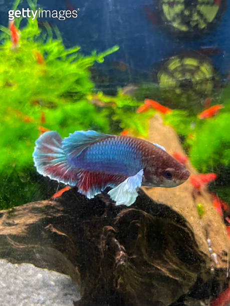 Image of red cherry shrimps (Neocaridina davidi var. red) feeding on ...