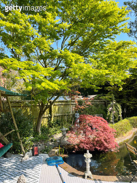 Image of dissected red Japanese maple (Acer palmatum atropurpureum ...