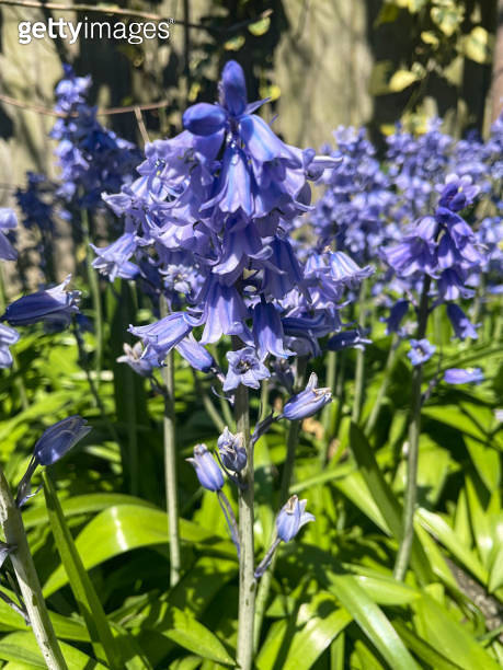 Full frame image of clump of wild flowering common bluebells ...
