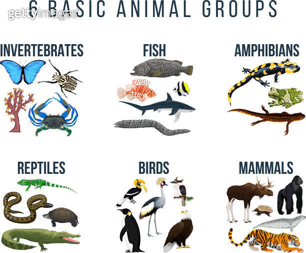 Basic animal groups and biological educational zoology scheme ...