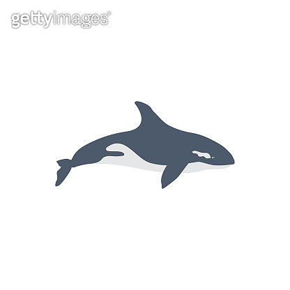 killer Whale isolated on white wbackground, Marine vector illustration ...