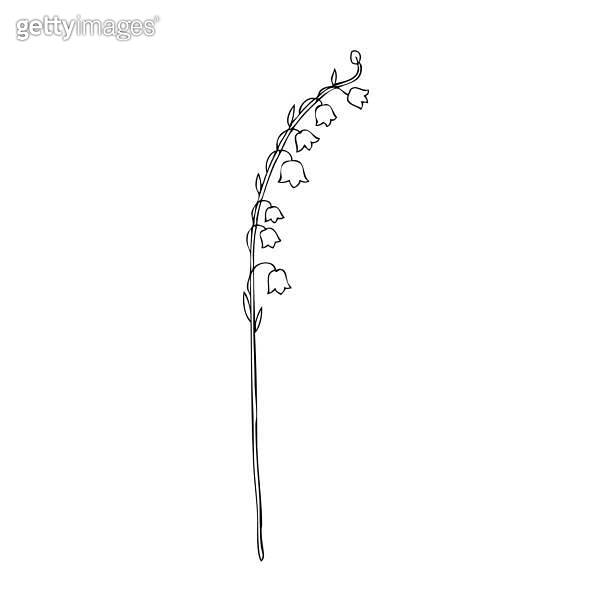 Lily of the valley, Convallaria flower, line art muguet isolated on ...
