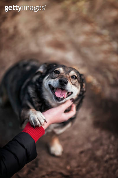 portrait cute dog with a satisfied smile on his face stretched out a ...