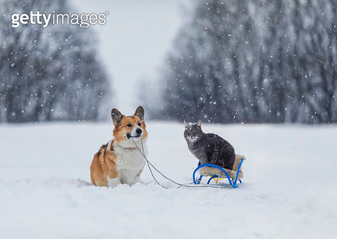 fluffy friends dog corgi carries a striped cat on a sled (1364998858 ...