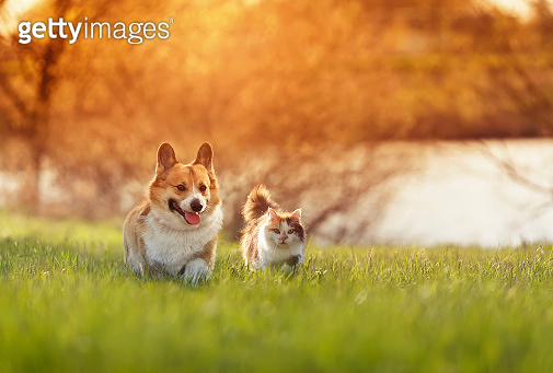 fluffy friends a cat and a corgi dog run merrily and quickly through a ...