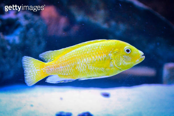 Yellow Lake Malawi cichlid/ mouthbrooder fish 이미지 (1366928933) - 게티이미지뱅크