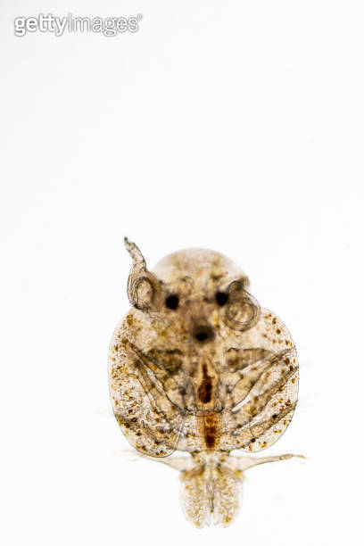 Study of Argulus sp. And Clinostomum sp. under microscope view in ...