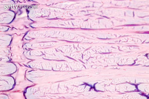 Retina human under microscope view for education. (1384987196) - 게티이미지뱅크