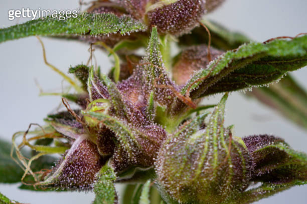 cannabis macro photo of marijuana bud under the microscope, Cannabis ...