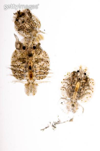 Study of Argulus sp. And Clinostomum sp. under microscope view in ...