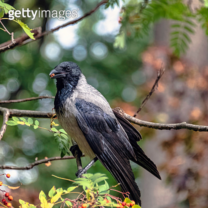 Hooded crow (Corvus cornix) also known as scald-crow or hoodie in ...