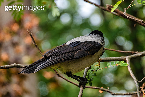 Hooded crow (Corvus cornix) also known as scald-crow or hoodie in ...