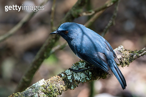 White-bellied blue robin (Sholicola albiventris) or white-bellied ...