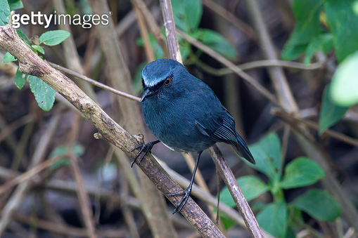 White-bellied blue robin (Sholicola albiventris) or white-bellied ...