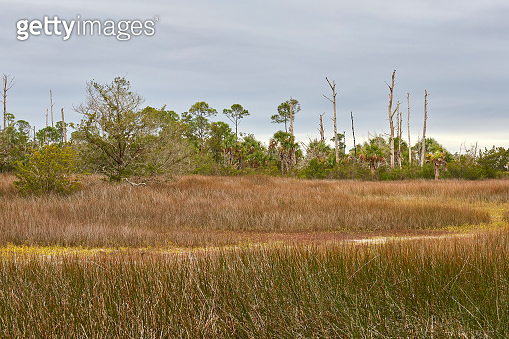 Tidal Creek and Salt Marsh in northern Florida (1372198059) - 게티이미지뱅크