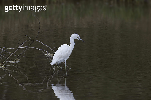 Little Blue Heron (immature) (egretta caerulea) standing in shallow ...