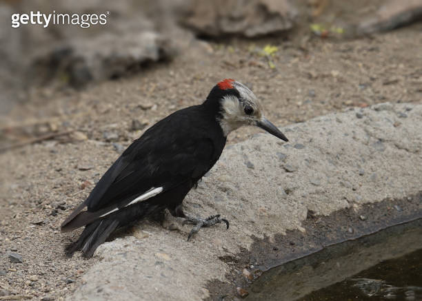 White-headed Woodpecker (male) (leuconotopicus albolarvatus ...