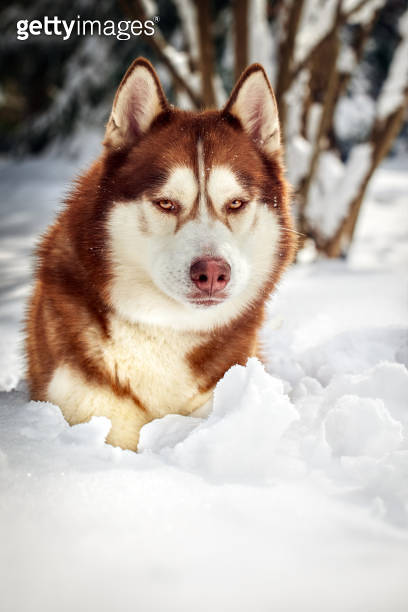 Siberian Husky dog portrait close up, Siberian Husky head front view ...