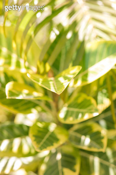 Yellow & Green Leaves on an India Rubber Ficus Altissima 'Golden Gem ...