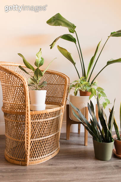 A Vintage Rattan Chair 'Peacock Chair' Next to Assorted Tropical Green ...