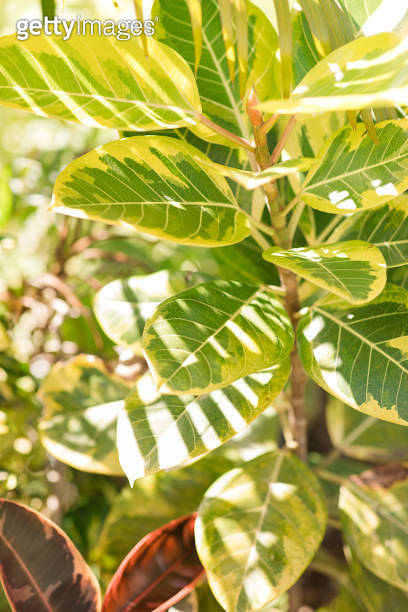 Yellow & Green Leaves on an India Rubber Ficus Altissima 'Golden Gem ...
