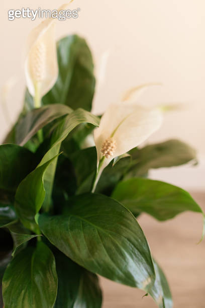 Peace Lily Plant "Spathiphyllum" Houseplant with Lots of White Spathes ...