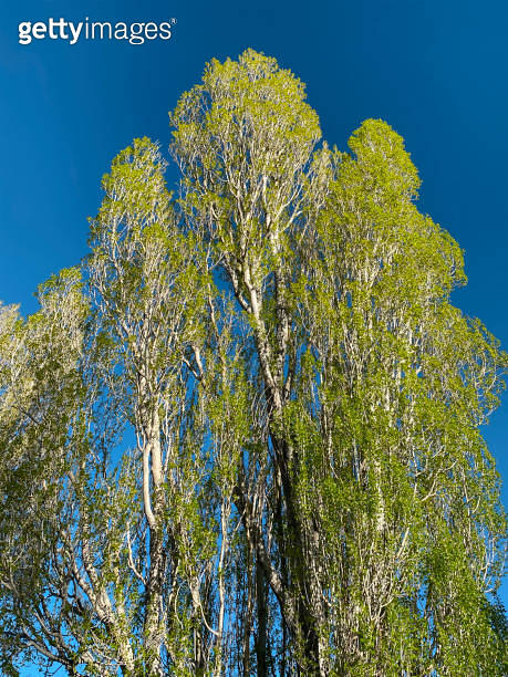 tall vertical spring blooming beach forest trees blue sunny sky ...