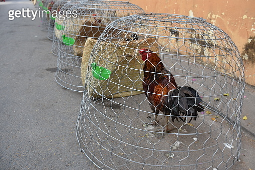 Diagonal Line of Chickens Caged on the Street in Saigon (1402222569 ...