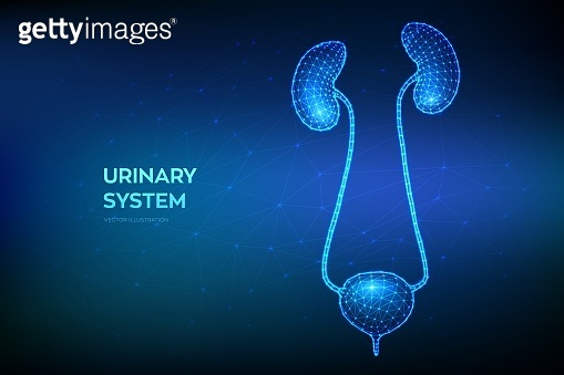 Urinary system. Kidneys and Bladder. Urinary Tract Infection treatment ...