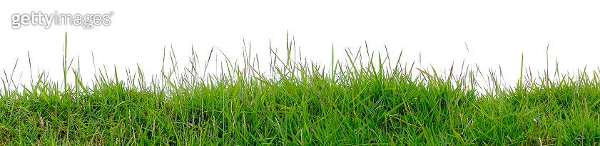 Short green grass and reeds isolated on white background with copy ...