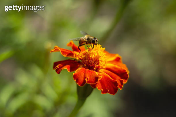 Honey bee Apis mellifera forager collects nectar from the orange ...