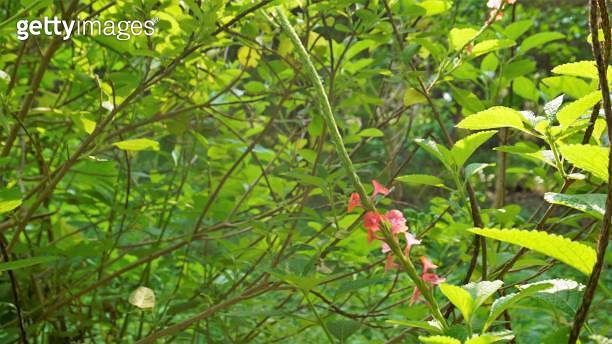 Stachytarpheta mutabilis also known as Coral porterweed, Red snakeweed ...