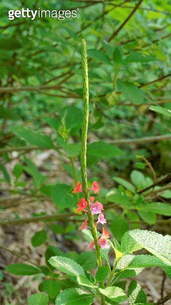 Stachytarpheta mutabilis also known as Coral porterweed, Red snakeweed ...