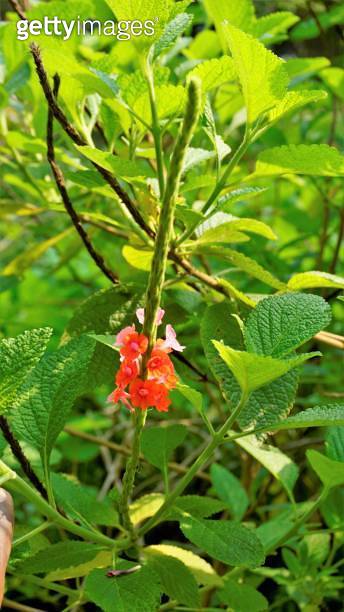 Stachytarpheta mutabilis also known as Coral porterweed, Red snakeweed ...