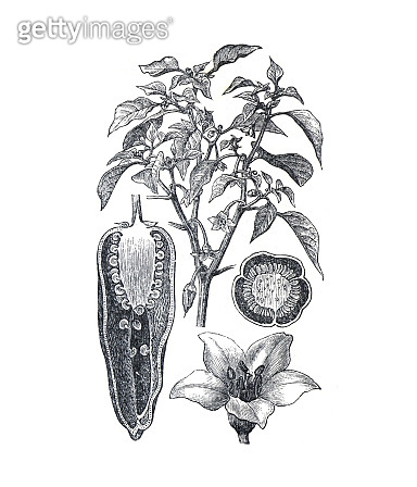 Capsicum annuum organic food plant. hand drawn engraved vintage food ...