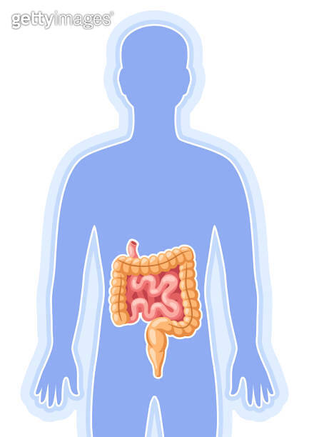 Illustration with intestines internal organ. Human body anatomy. Health ...