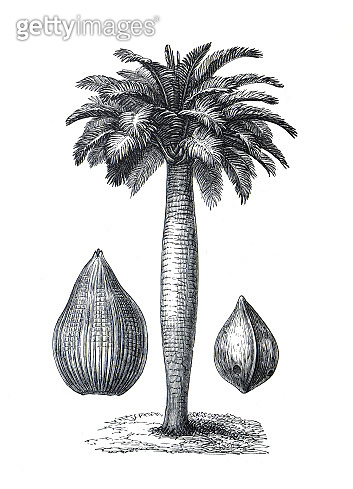 Vintage palm. Jubaea spectabilis palm. botany plants. hand drawn palm ...