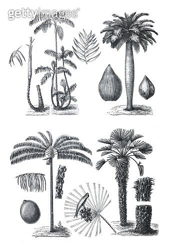 Vintage palm collection. chamaerops humilis, jubaea spectabilis ...
