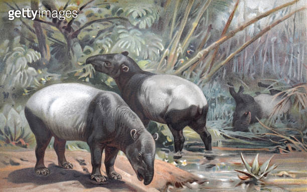 Vintage colorful Tapir (Tapirus indicus) collection. wild animal. Asian ...