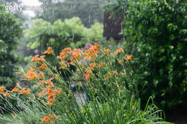 Summer rain in a yard whit flowers 이미지 (1402332244) - 게티이미지뱅크