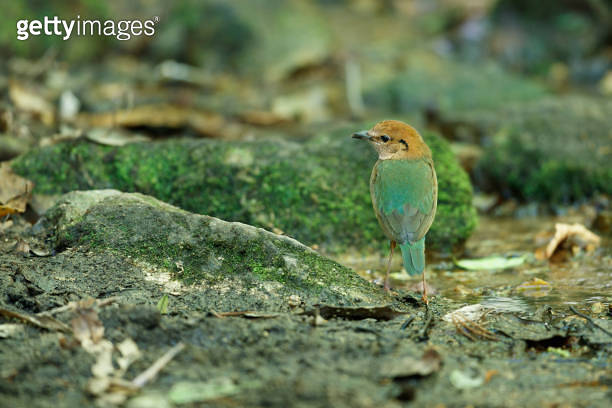 Pitta bird : adult male Rusty-naped pitta (Hydrornis oatesi ...